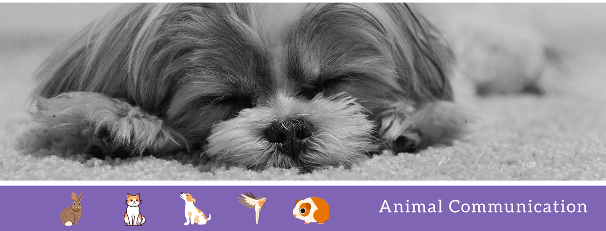 Connecting with Our Furry Friends in the Spirit World